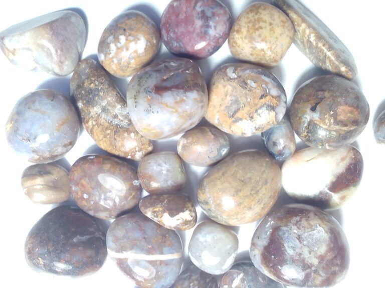 Petrified Wood Tumbled Stone (Small) - Gems For Healing
